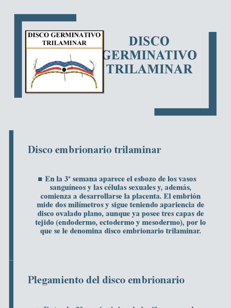 Tema 6 - Disco Germinativo Trilaminar | PDF | Embrión | Morfología ...