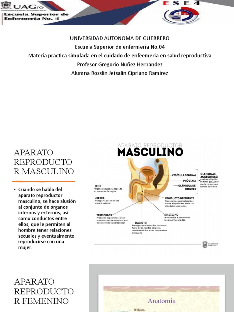 Presentacion 1 Aparatos Reproductores | PDF