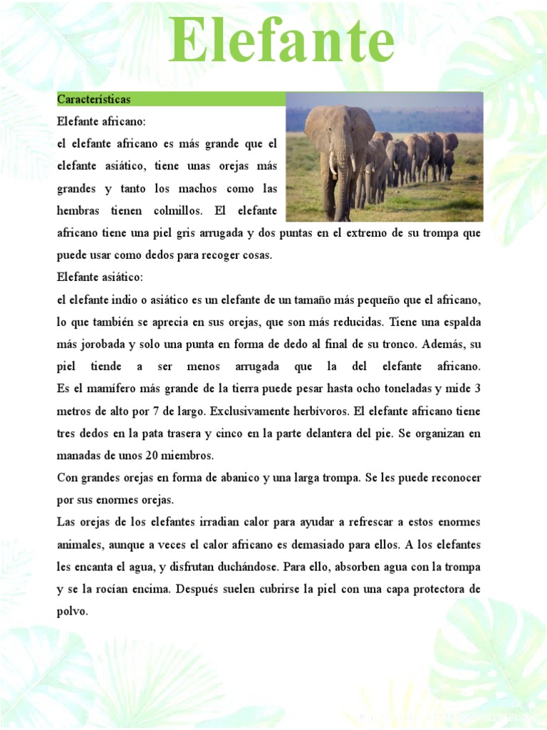 Elefantes Ficha | PDF | Sistema reproductivo