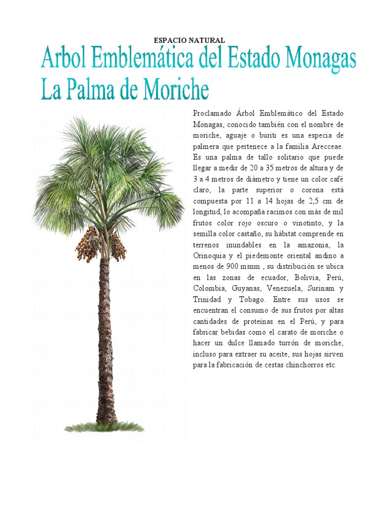 Árbol Emblemático Del Estado Monagas - Cartelera | PDF