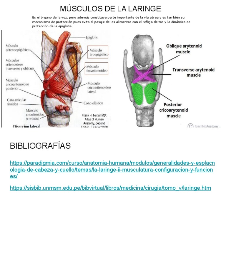 Músculos de La Laringe | PDF