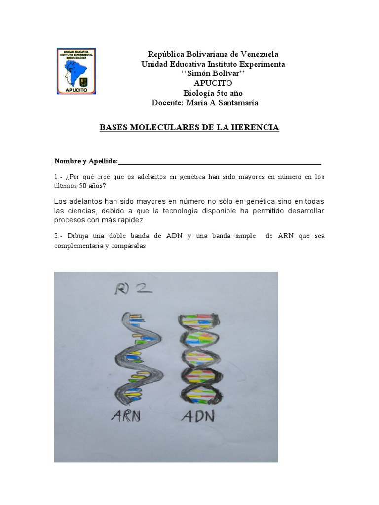 Bases Moleculares de la Herencia | PDF | Replicación De Adn | Adn