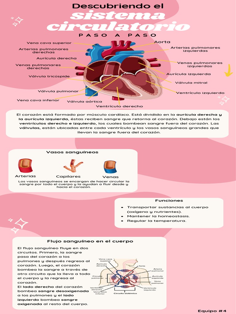 Infografía-Sistema Circulatorio. Equipo 4 | PDF | Corazón | Sistema ...