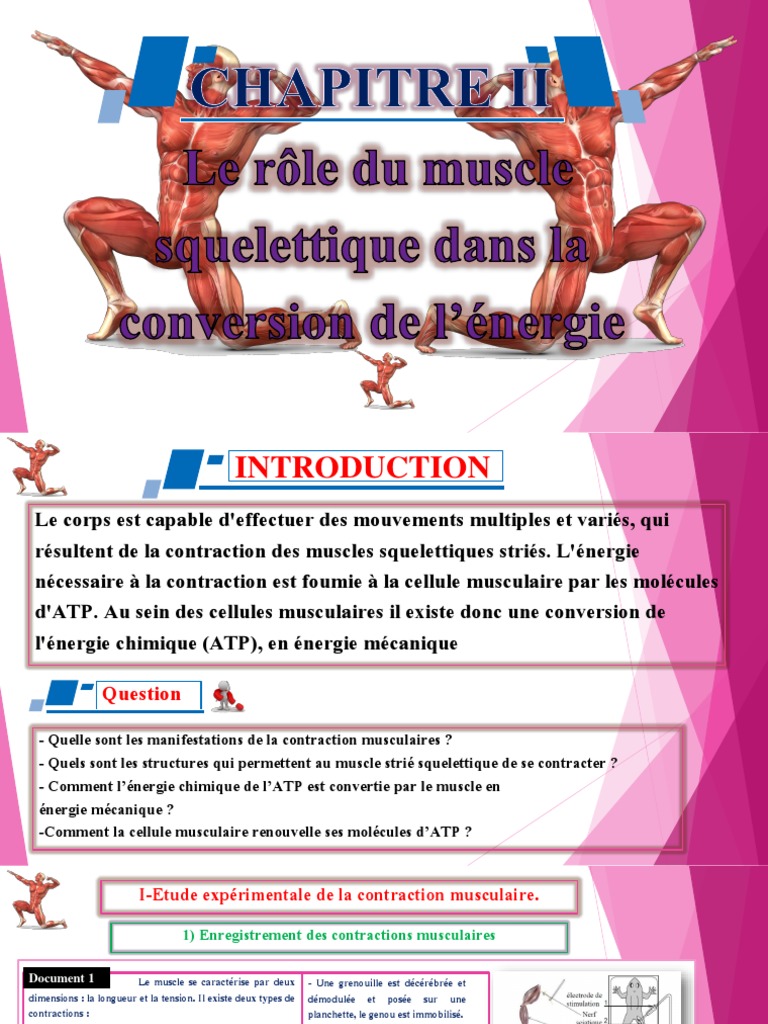 2 Le Role Du Muscle Squelettique Dans La Conversion de L'énergie | PDF ...