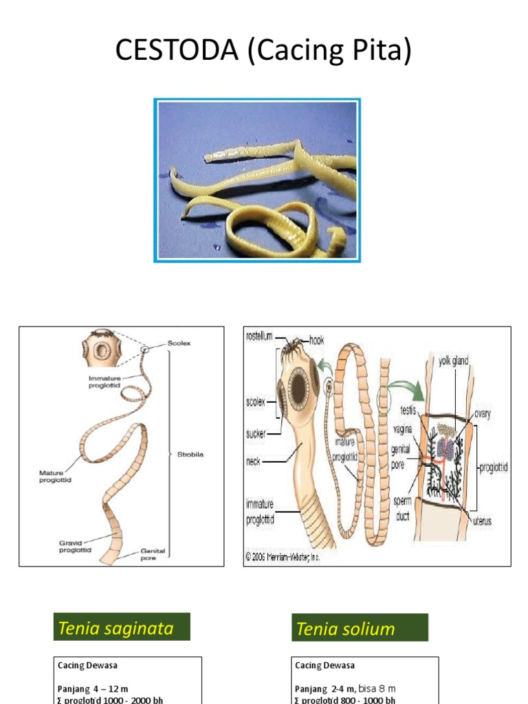 PPT Praktikum CESTODA (Cacing Pita) | PDF
