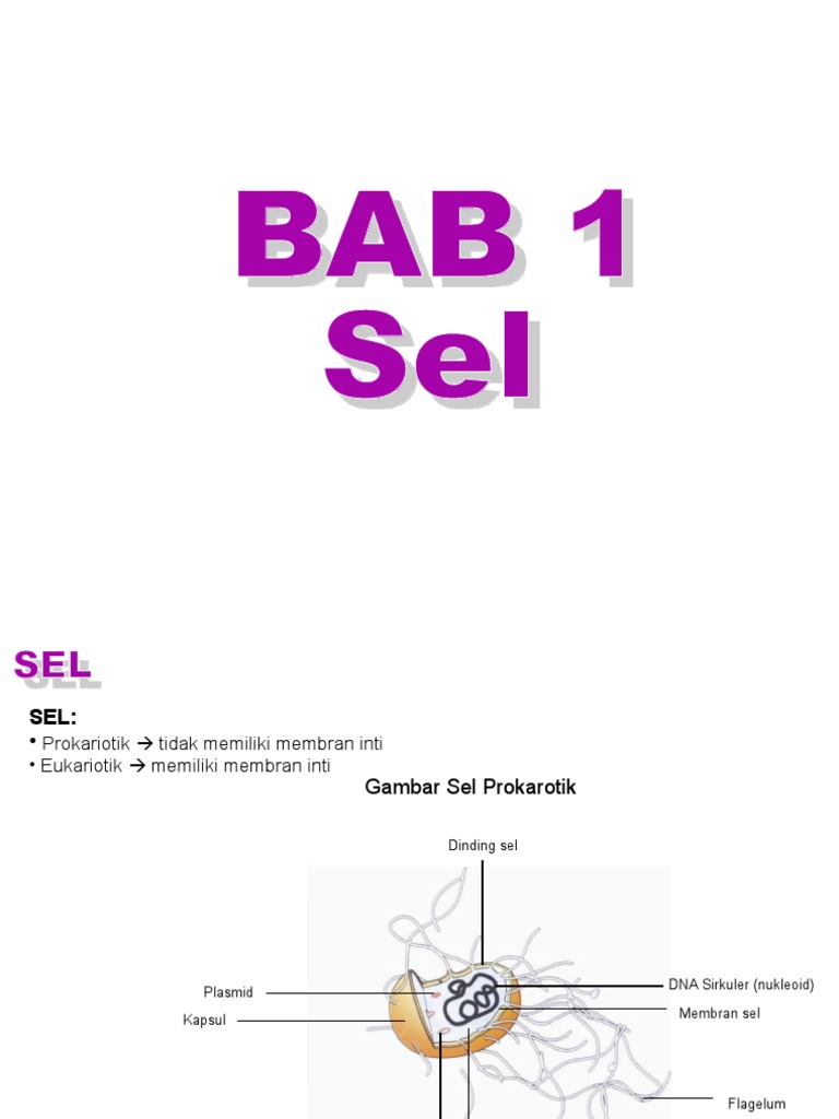 Sel | PDF