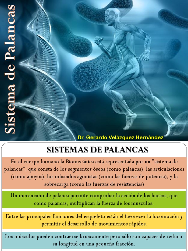 Palancas en el Cuerpo Humano: Biomecánica | PDF | Palanca | Músculo