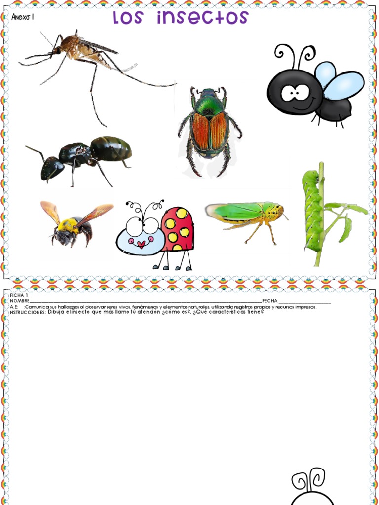 Anexos y Fichas Plan Insectos | PDF | Insectos