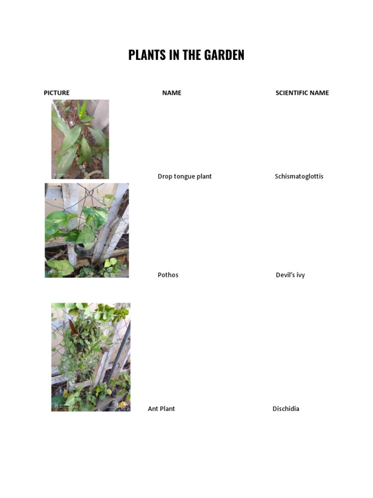 PLANTS IN THE GARDEN Google Docs | PDF