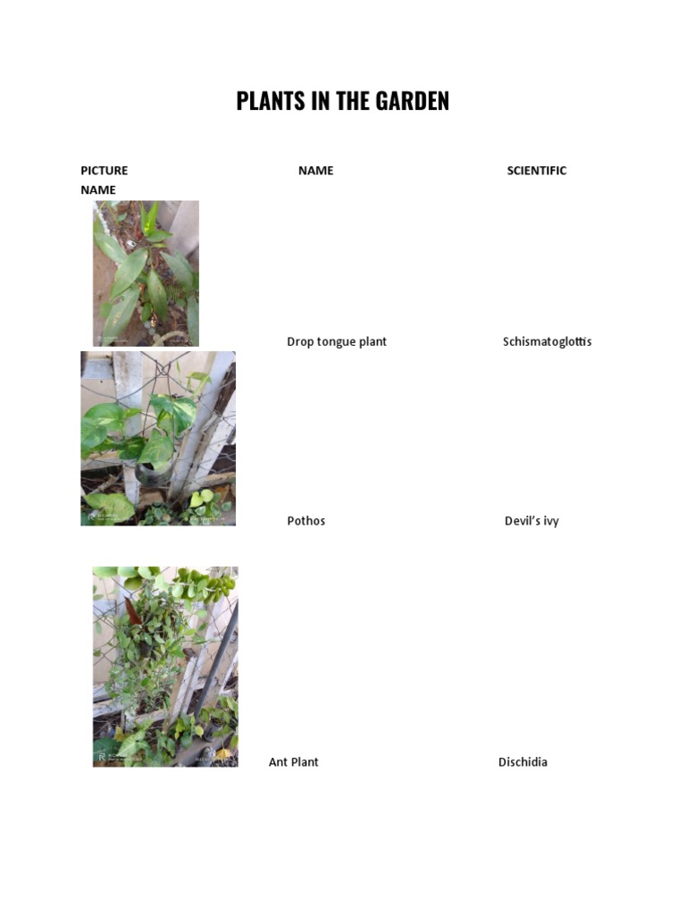 A Visual Guide to Common Garden Plants with Pictures, Common Names and ...