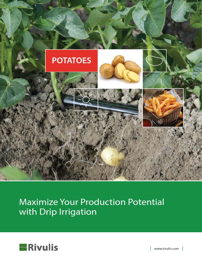 Maximizing Potato Yields Through Precise Drip Irrigation | PDF ...