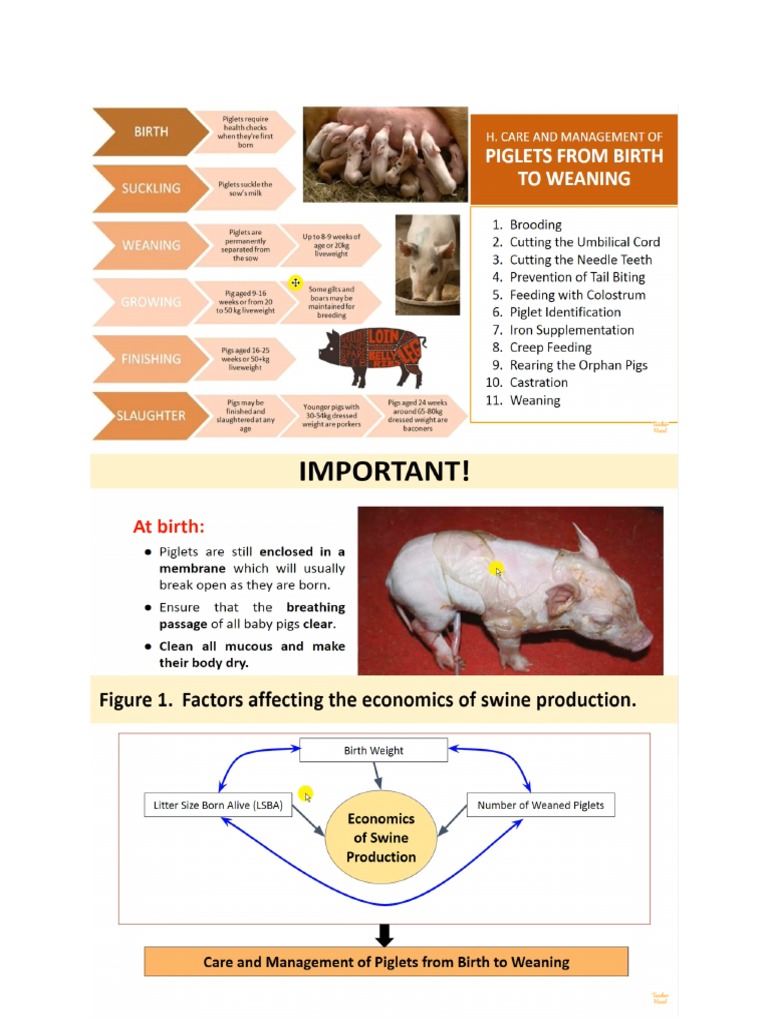 Piglet Management - Swine Production | PDF Piglet Management - Swine Production | PDF