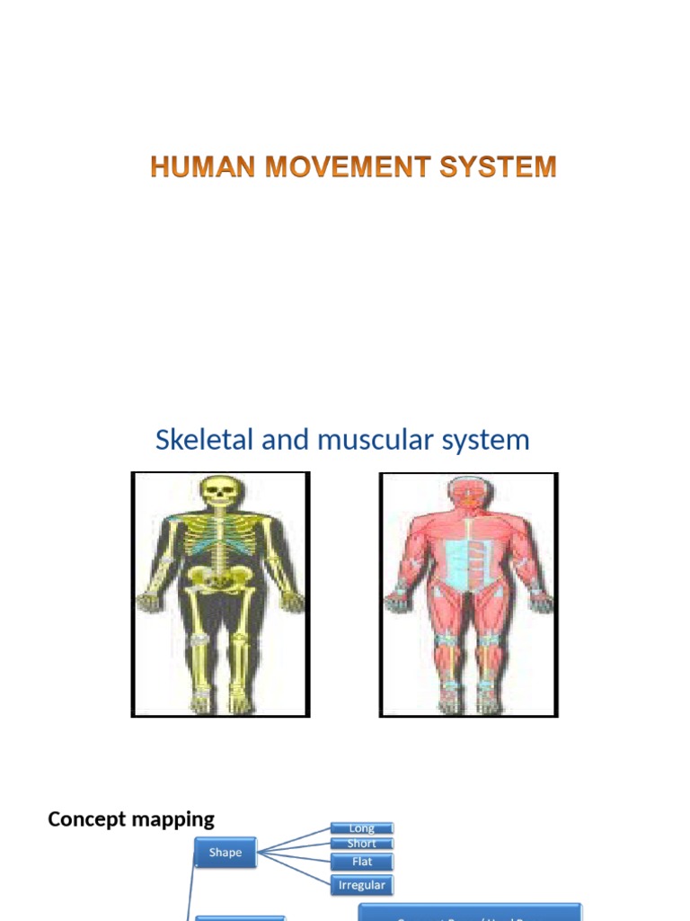 Understanding the Skeletal and Muscular Systems | PDF | Bone | Skeleton