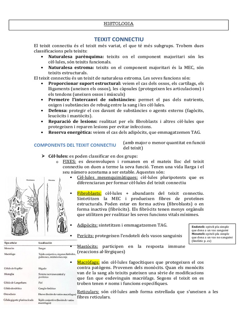 Teixit Connectiu | PDF