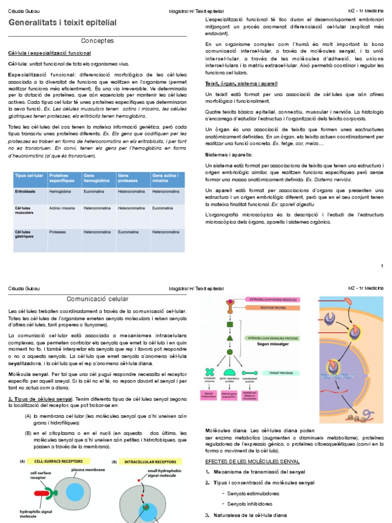 Magistral H - Teixit Epitelial | PDF