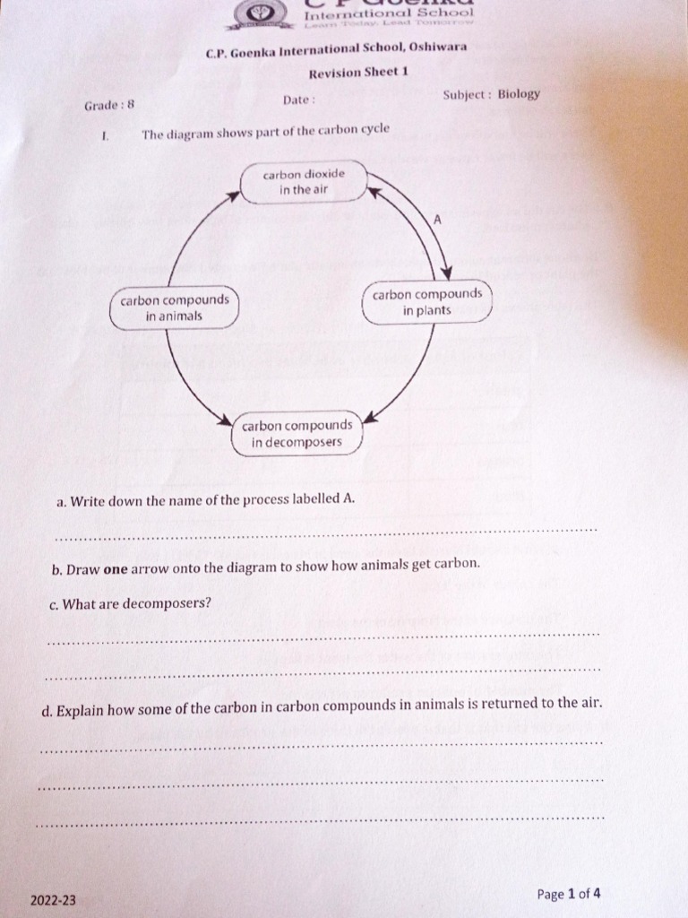Bio Revisionsheet | PDF | Photosynthesis | Plants