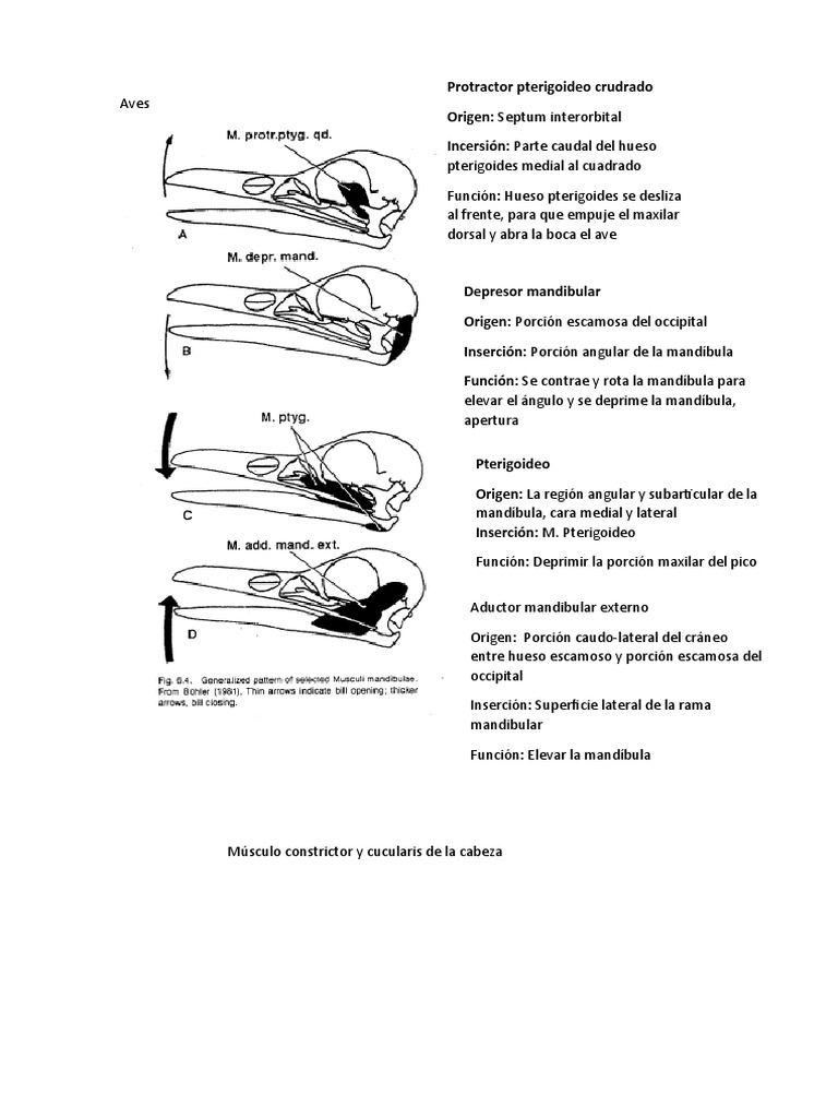 Anatomía de los músculos mandibulares en aves | PDF