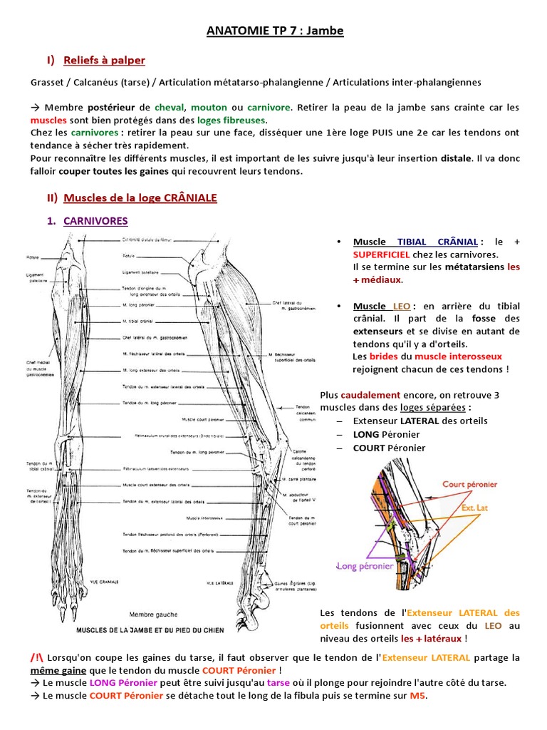 TP Anat 7 Jambe | PDF | Jambe humaine | Appareil locomoteur