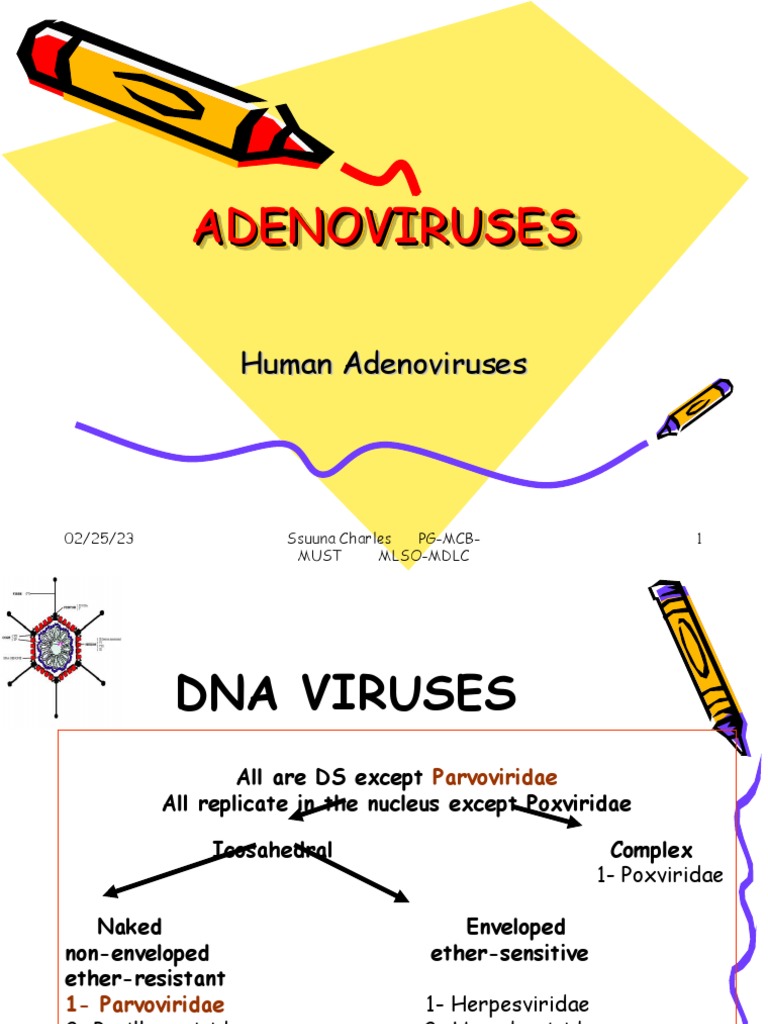 1 Adenoviruses | PDF | Adenoviridae | Infection