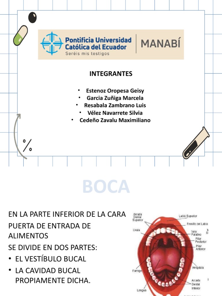 Boca y Faringe | PDF | Boca | Esófago