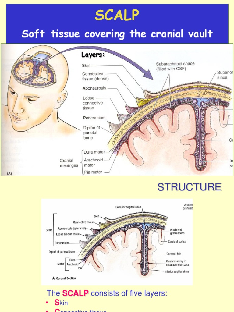 Scalp | PDF | Human Anatomy | Human Head And Neck
