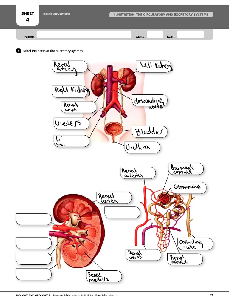 Label Excretory System Ws | PDF