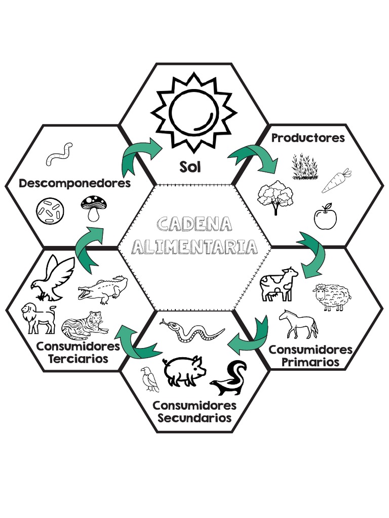Cadena Alimentaria | PDF | Plantas | Organismos