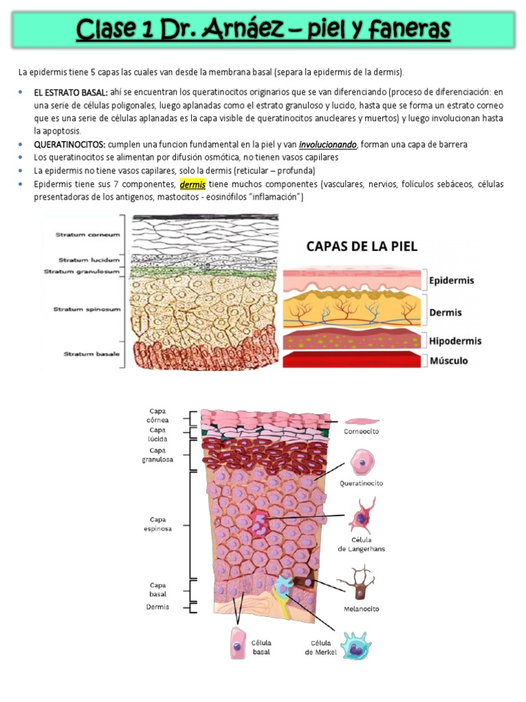 CLASE PIEL Y FANERAS - DR ARNAEZ Resumen Borrador 1 | PDF | Piel | Epidermis