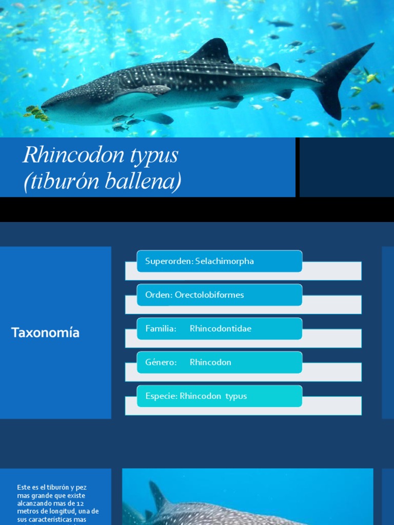 Rhincodon Typus - Carcharhinus Leucas | PDF | Tiburones | Animales ...