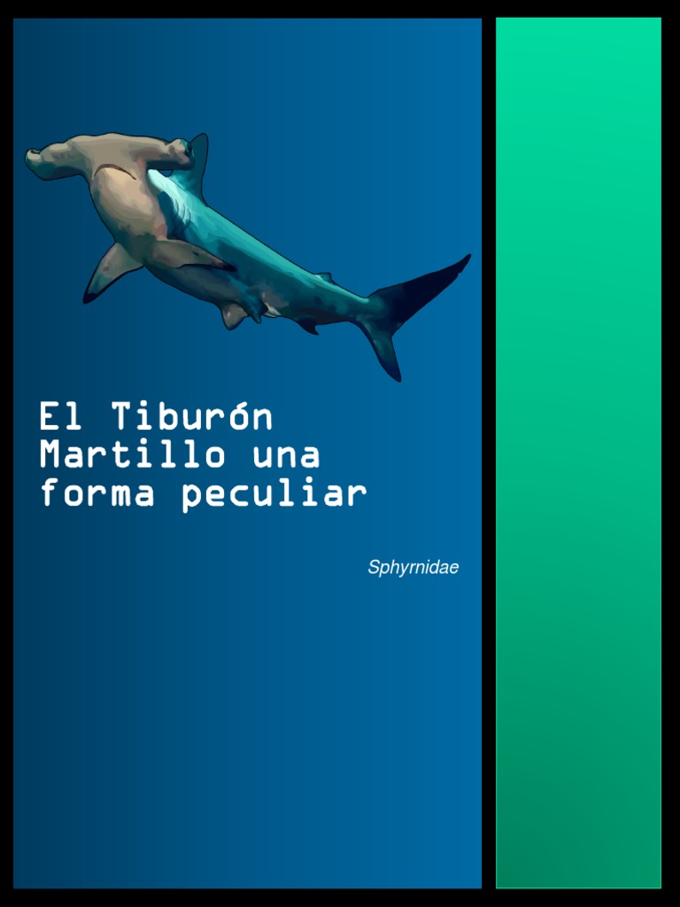 Características del tiburón martillo | PDF | Depredación