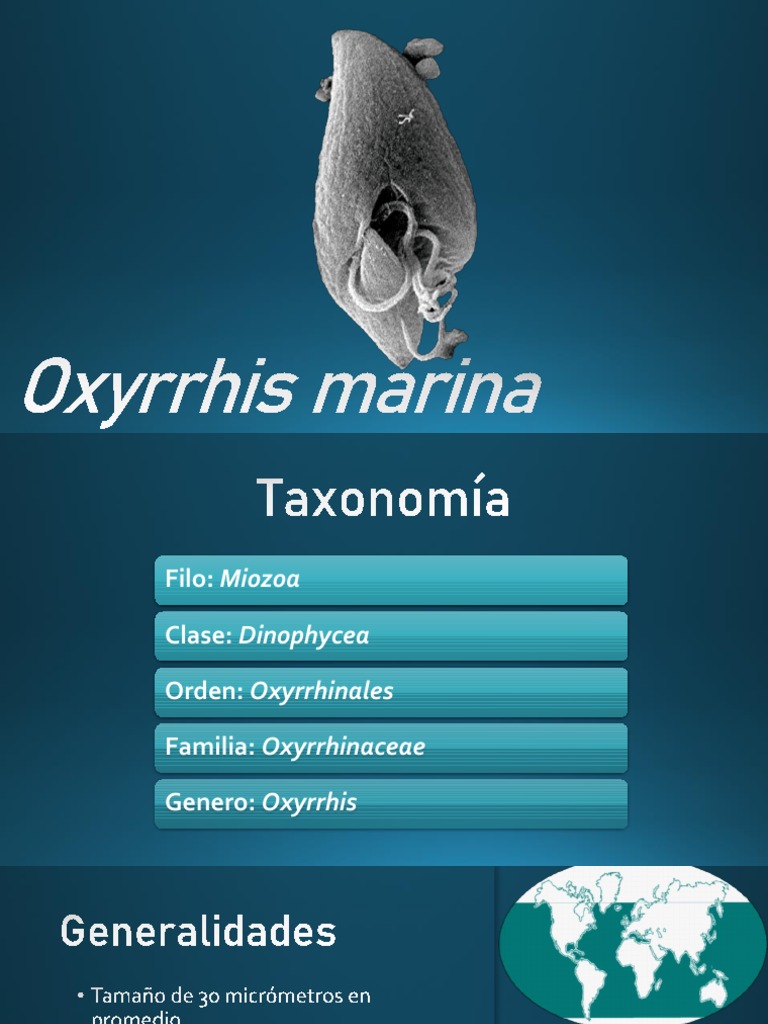 Oxyrrhis Marina | PDF