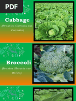 Ragdoll Method | PDF | Seed | Germination