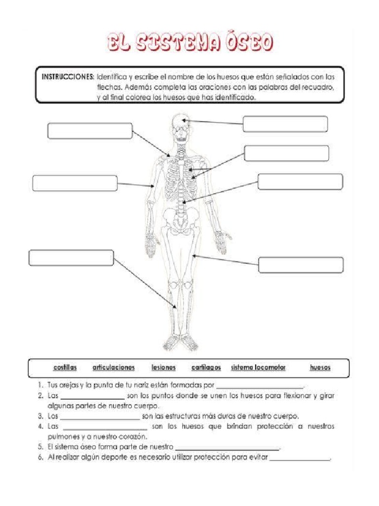 Cuerpo Humano Pdf