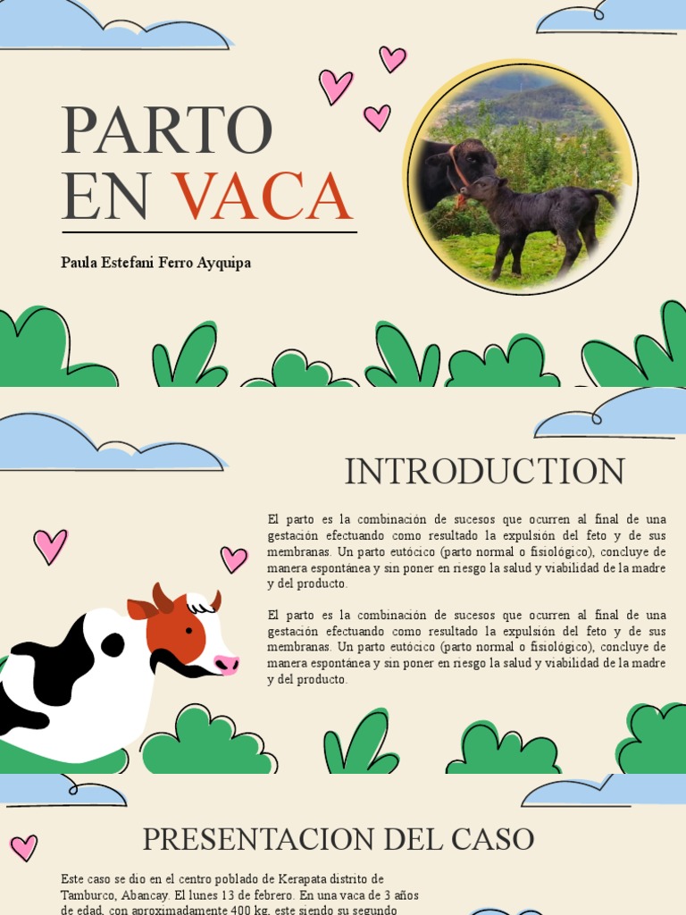 Proceso de Parto en Vaca Eutócico | PDF