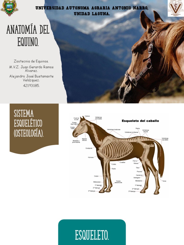 Anatomia de Los Equinos | PDF | Codo | Sistema esquelético