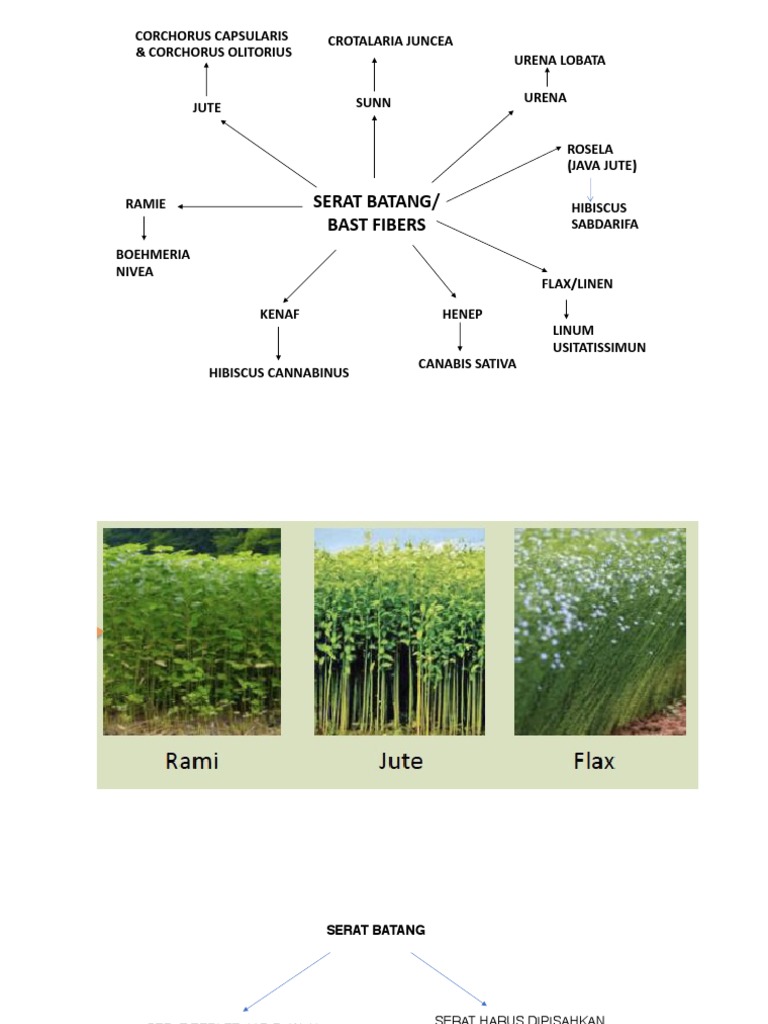 Serat Batang Dan Daun | PDF