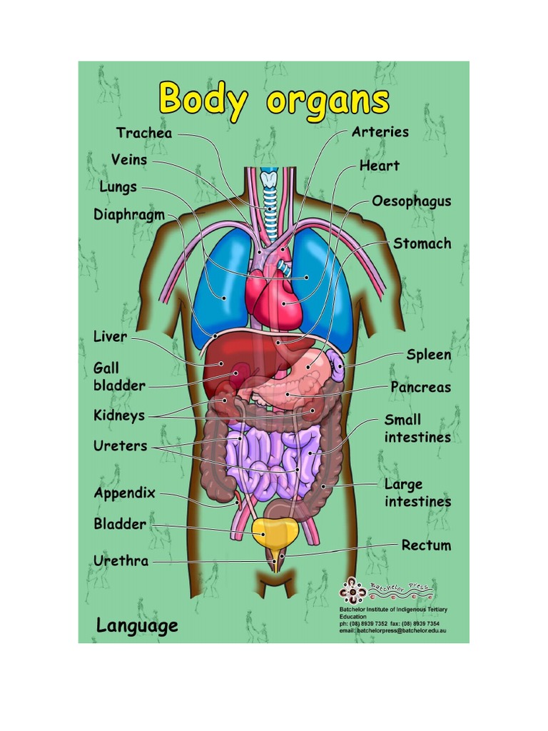 Body Parts Grammar and Practice | PDF
