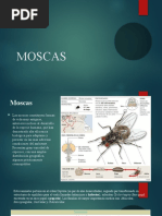 Qué Es Un Jején | PDF | Organismos | Naturaleza