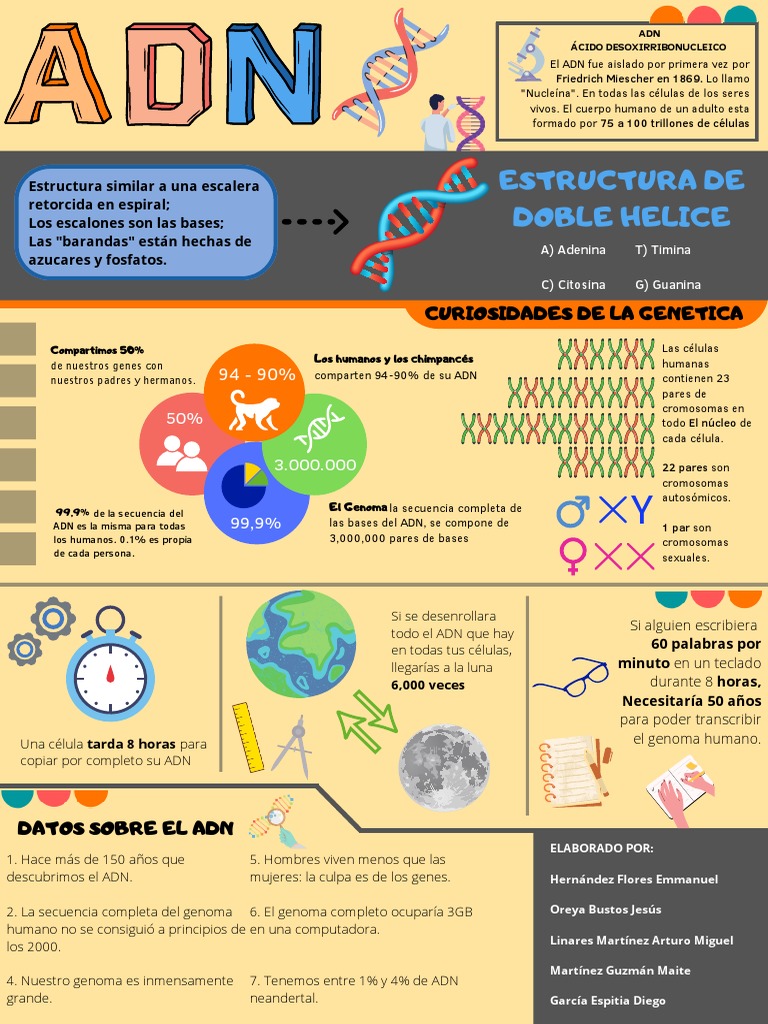 ADN - Ácido desoxirribonucleico-INFOGRAFIA | PDF | Adn | Genoma