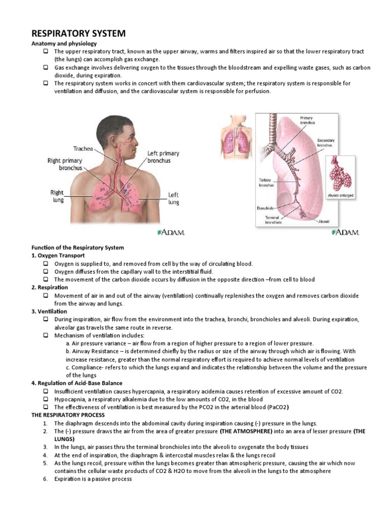 RESPIRATORY SYSTEM Nclex Iloilo 4 | Download Free PDF | Respiratory Tract | Lung
