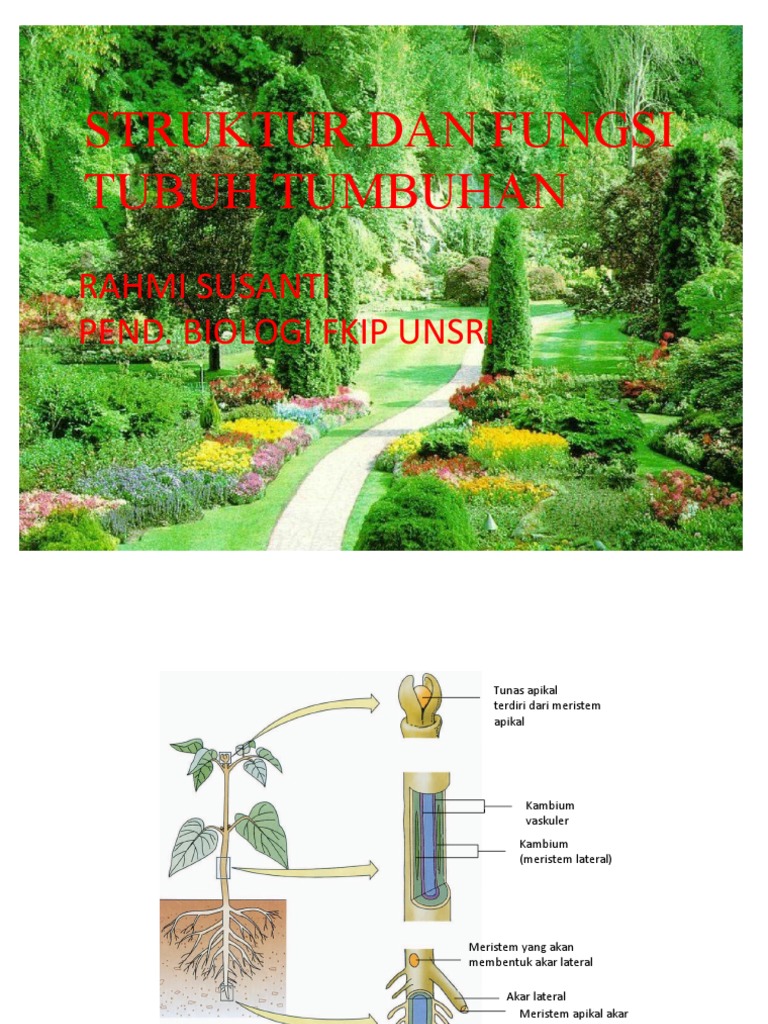 Struktur Dan Fungsi TBHN | PDF