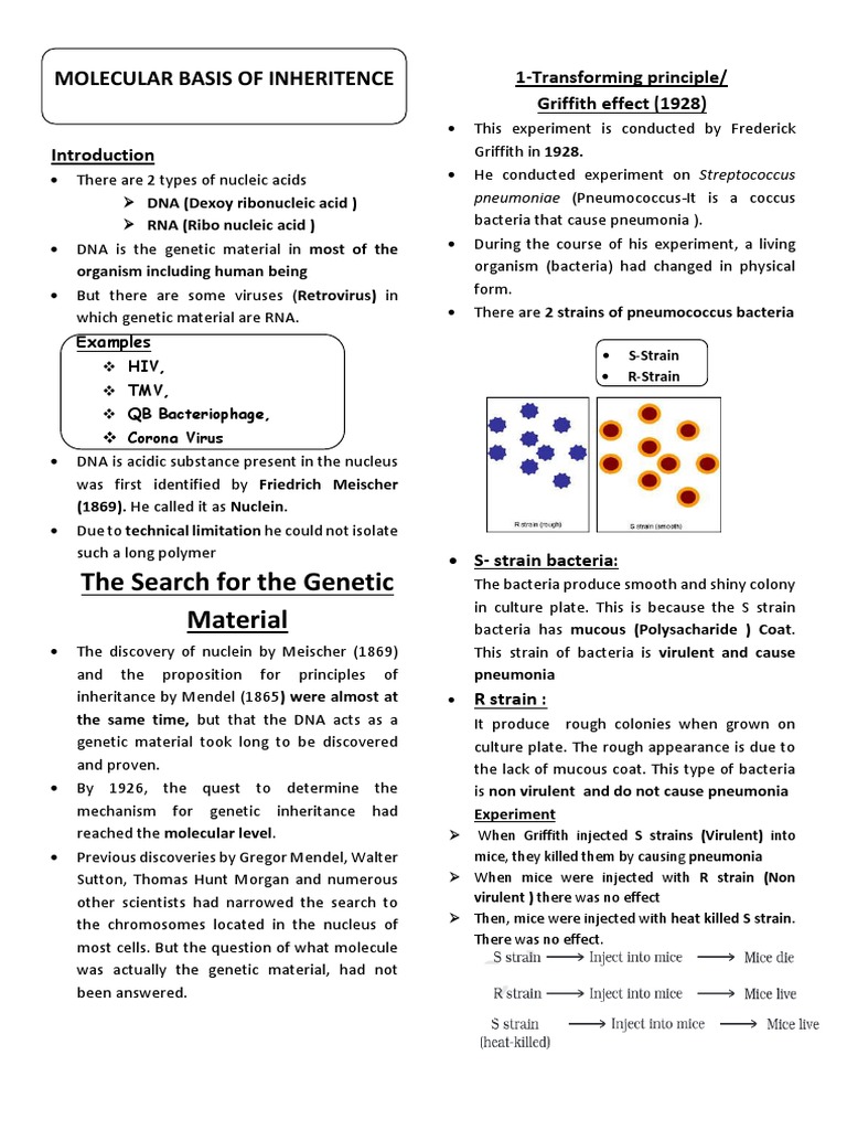 Molecular Basis of Inheritance | PDF | Genetic Code | Dna