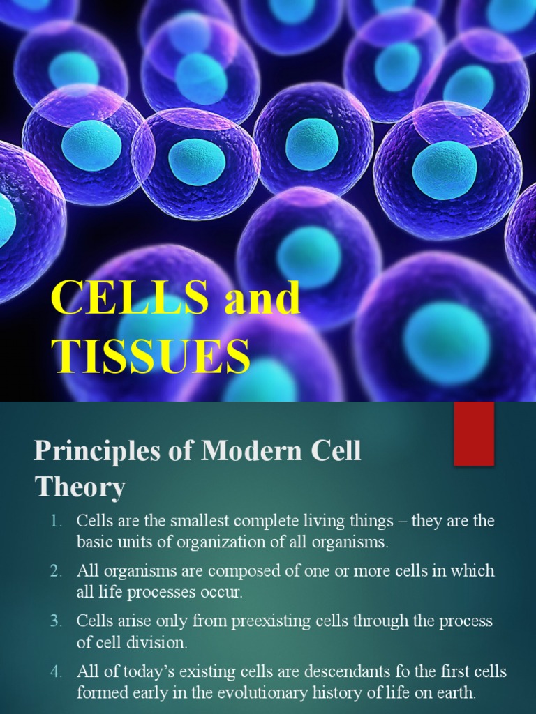 2 Anatomy 2021 Cells and Tissues | PDF | Epithelium | Mitosis