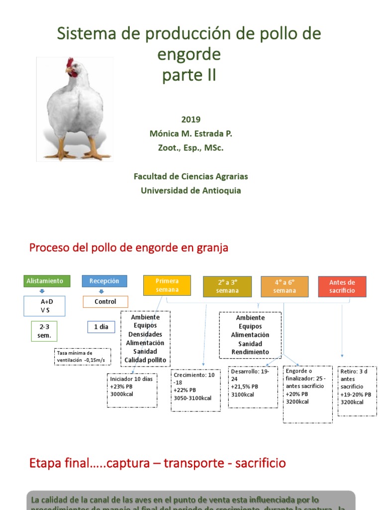 Clase 10. SISTEMA DE POLO DE ENGORDE Parte II | PDF | Aves | Pollo