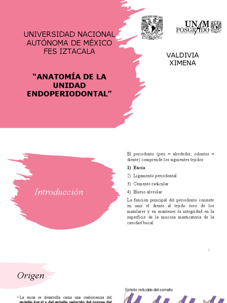 Encía | PDF | Epitelio | Anatomía
