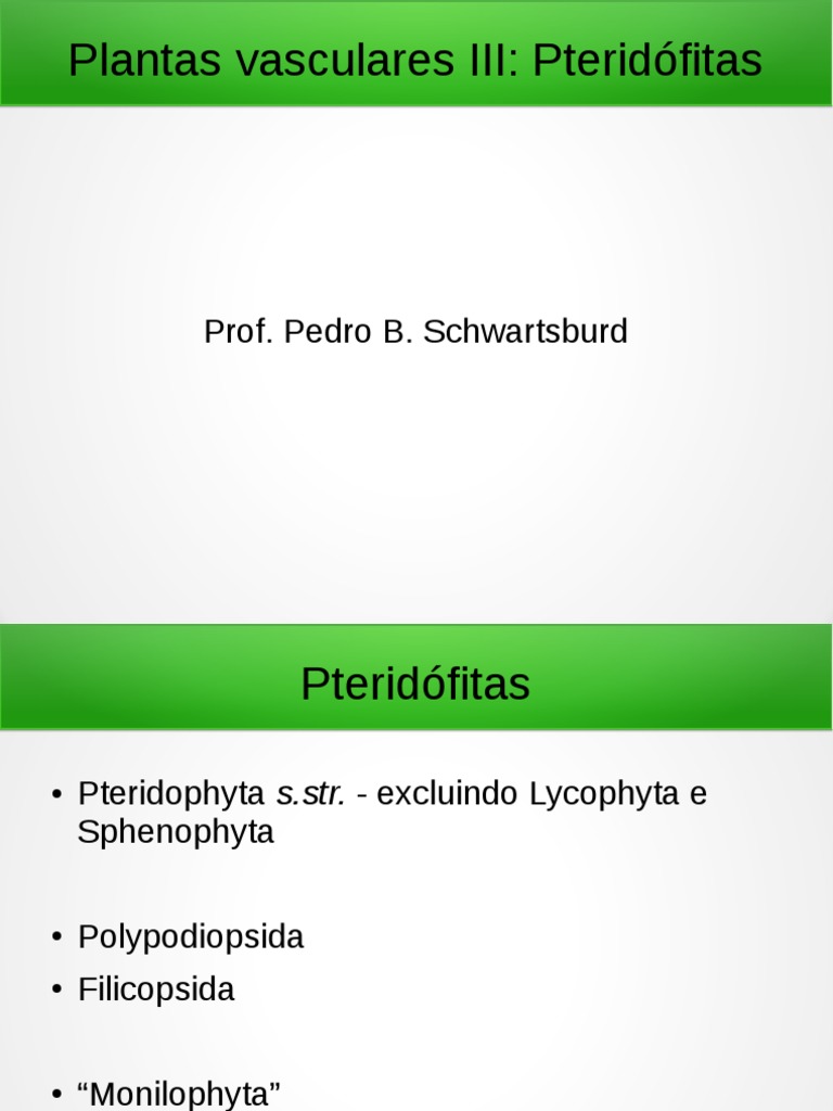 Pteridófitas: Tipos e Características | PDF