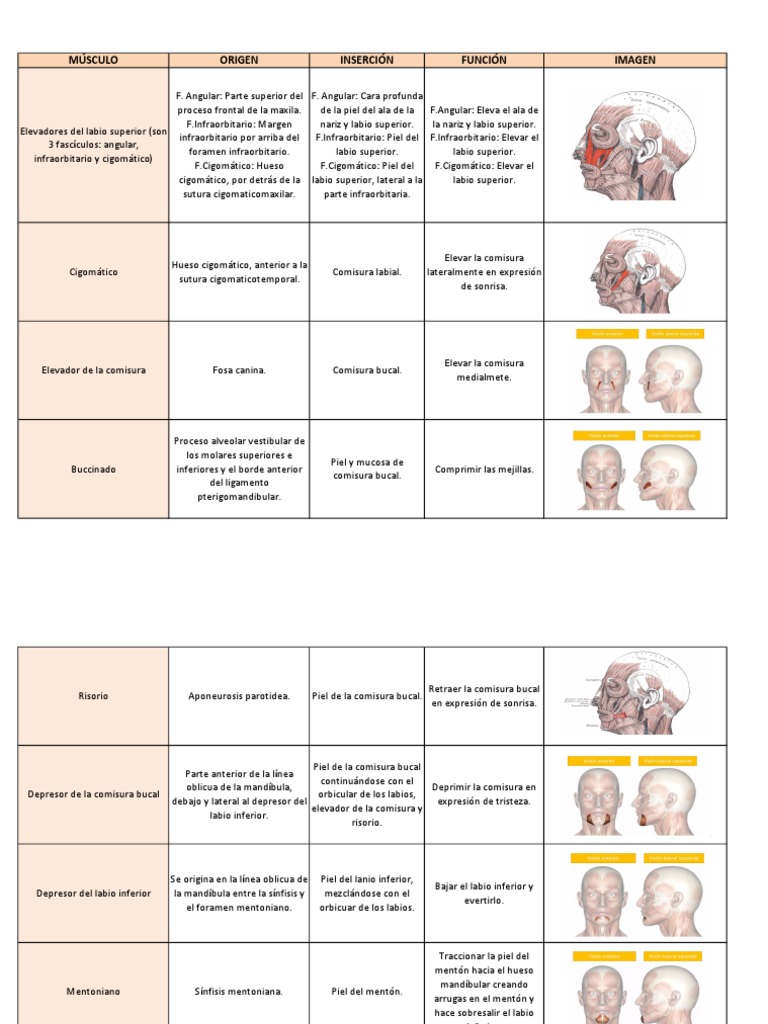 Músculos Peribucales | PDF | Sistema musculoesquelético | Cara