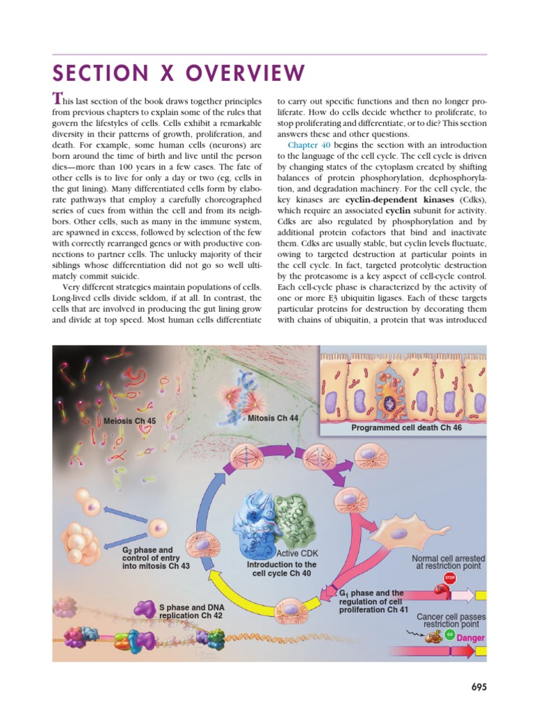 Cell Cycle | PDF | Cell Cycle | Mitosis