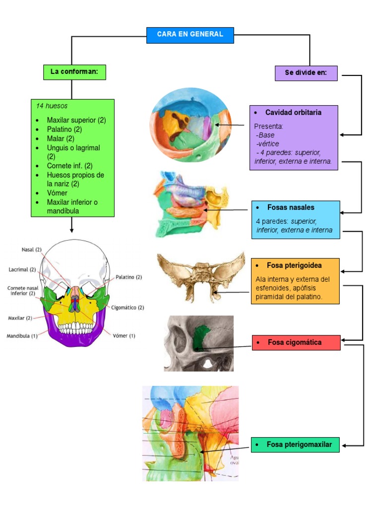 Huesos de La Cara | PDF | Rasgos faciales | Cabeza y cuello humanos
