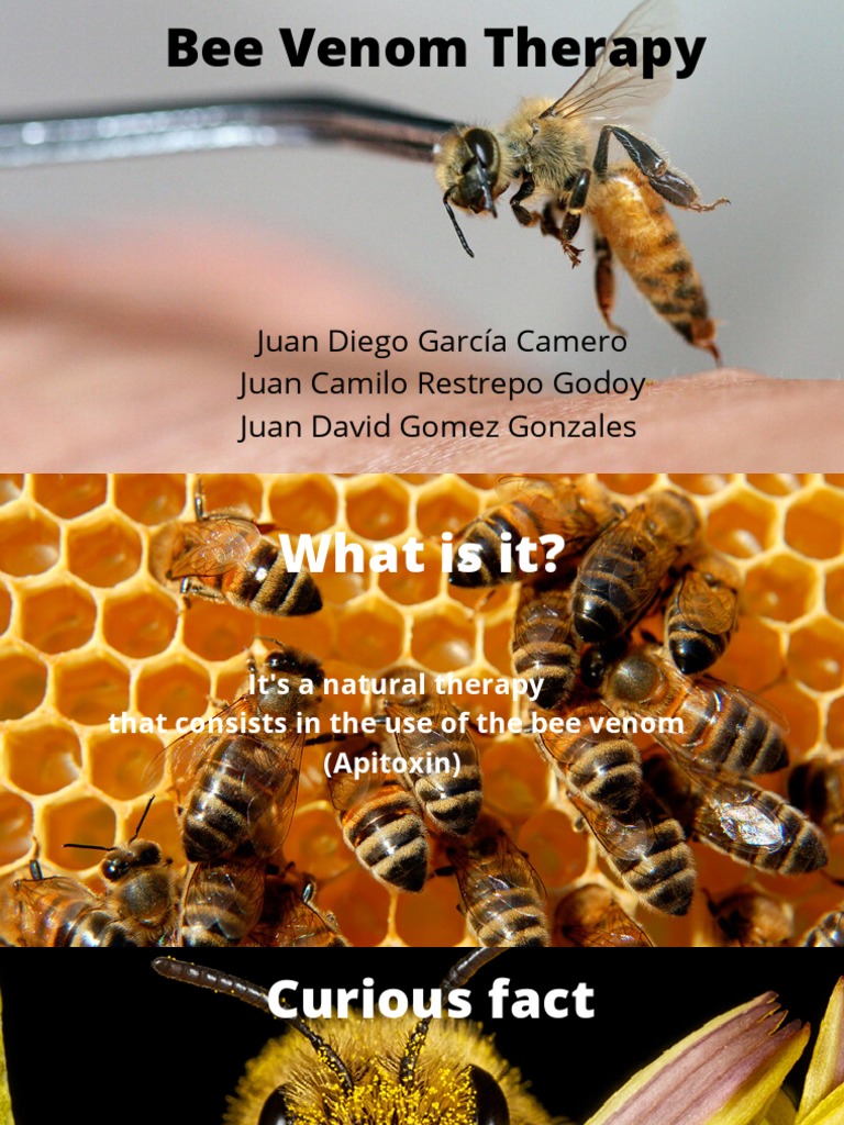 Bee Venom Therapy | PDF | Arthritis | Inflammation